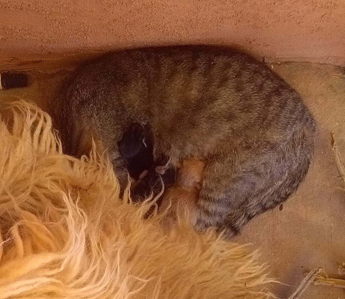 Photos of spring babies and new life - Everything Else - I Forge Iron